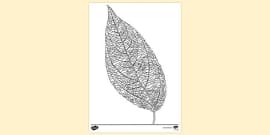 Gum Leaf Template | Primary Resources | Twinkl - Twinkl