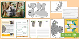 Life Cycle of a Koala Display Poster - Biological Sciences
