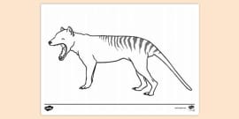 Tasmanian Tiger PowerPoint (teacher made) - Twinkl