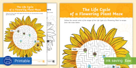 The Life Cycle of a Flowering Plant Cut and Paste Activity Sheet