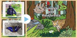 Jungle Facts PowerPoint