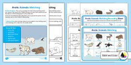 Arctic Animals Photo Posters (teacher made) - Twinkl