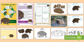 Tasmanian Devil Resource Pack | Tasmanian Devil Craft