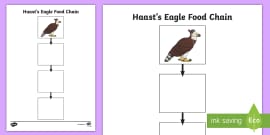 Bald Eagle Food Web Diagram