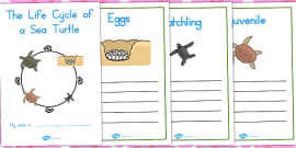 Printable Sea Turtle Life Cycle Flapbook | Twinkl USA