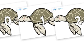 Numbers 0-31 on Turtles (teacher made) - Twinkl