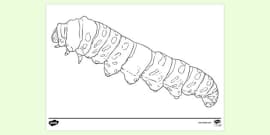 FREE! - Crawl Like a Caterpillar Colouring Sheet | Colouring Sheets
