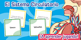 Ficha de actividad: El sistema circulatorio