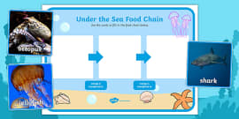 FREE! - Sea Turtle Life Cycle Worksheet (Under the Sea) - Twinkl