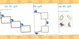 What is an Ant? – Ant Facts for Kids – Twinkl - Twinkl