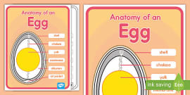 Life Cycle of a Chicken Posters (teacher made) - Twinkl
