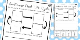 What is the Sunflower Life Cycle? | Answered | Teaching Resources
