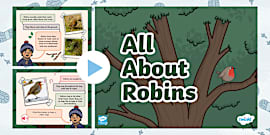 KS1 Robin Life Cycle PowerPoint