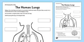 KS2 Human Body Circulatory System Teaching Resources | Heart