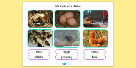 FREE! - Hen Life Cycle Worksheets - Hen, egg, chick, hatch, Life cycle