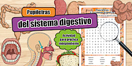 Sopa de letras del sistema digestivo | Twinkl