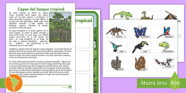 Tapiz de vocabulario: Los animales de la jungla y el bosque tropical
