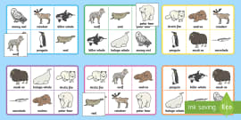 FREE! - Polar Animals Word Cards (teacher made) - Twinkl