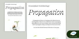 Propagation: 101, Plantcare, Plants, How to grow cuttings