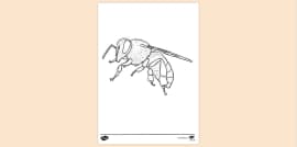 Honey Colouring | Colouring Sheets (teacher made) - Twinkl