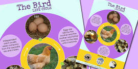 Life Cycle of an Emu Display Poster (Hecho por educadores)