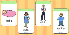 Baby to Adult Sequencing Activity - Stages of Growth