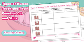 Types of Teeth Photo Display Poster