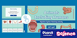 Digestive System Interactive Jigsaw