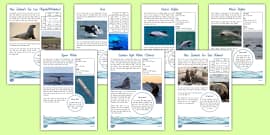 Ocean Animals Reading Comprehension Worksheets | KS1 English
