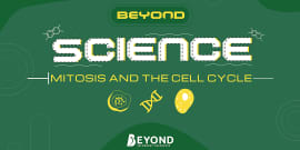 Cell Cycle Sequencing Cards | GCSE Science | Beyond - Twinkl