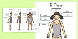Parts of the Body A4 Te Reo Maori (teacher made)