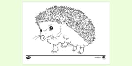 Hedgehog Word Search - KS1 - Animals (teacher made) - Twinkl