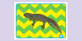 Great Crested Newt Habitat - Great Crested Newt Facts for Kids
