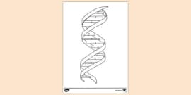 Chromosome Structure Labeling Activity - Twinkl USA - Twinkl