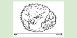 Australian Echidna Facts | Information + Resources | Twinkl