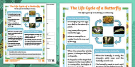Butterfly Life Cycle Differentiated Reading Comprehension Activity