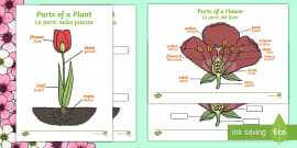 Flower Labelled - Labelling a Flower Worksheet for Kids