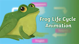 EYFS Frog Life Cycle PowerPoint