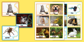FREE! - Pets Topic Word Cards (teacher made) - Twinkl