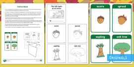 Little Acorns: Life Cycle of an Oak Tree Display Posters