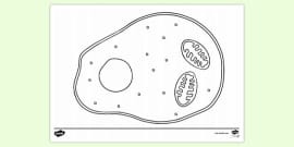 What is an Animal Cell? | Definition and Functions | Twinkl