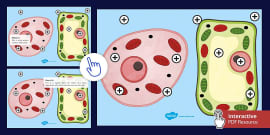 Cell Structure Word Mat | KS3 Biology | Beyond