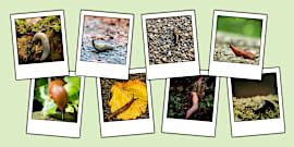 What is a Slug? – Slug Facts for Kids – Twinkl - Twinkl
