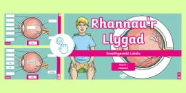 Gweithgaredd Labelu Rhyngweithiol Y System Dreulio - Twinkl