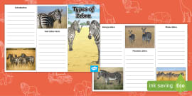 Zebra Writing Template (teacher made) - Twinkl