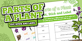 Plant Part Functions Cut and Paste Worksheet for K-2nd Grade