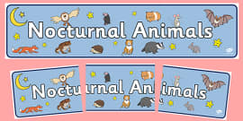 FREE! - Nocturnal Animals Display Posters (teacher made)