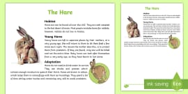 Falcon Fact File (teacher made)