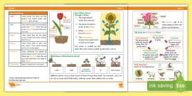 Parts of a Plant KS2 Activity Sheet | Twinkl Originals