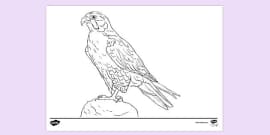 The Falcon Worksheet / Worksheet